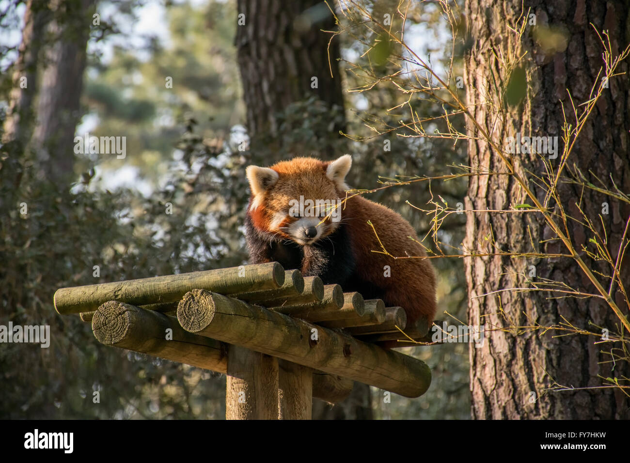 A cute red panda Stock Photo - Alamy
