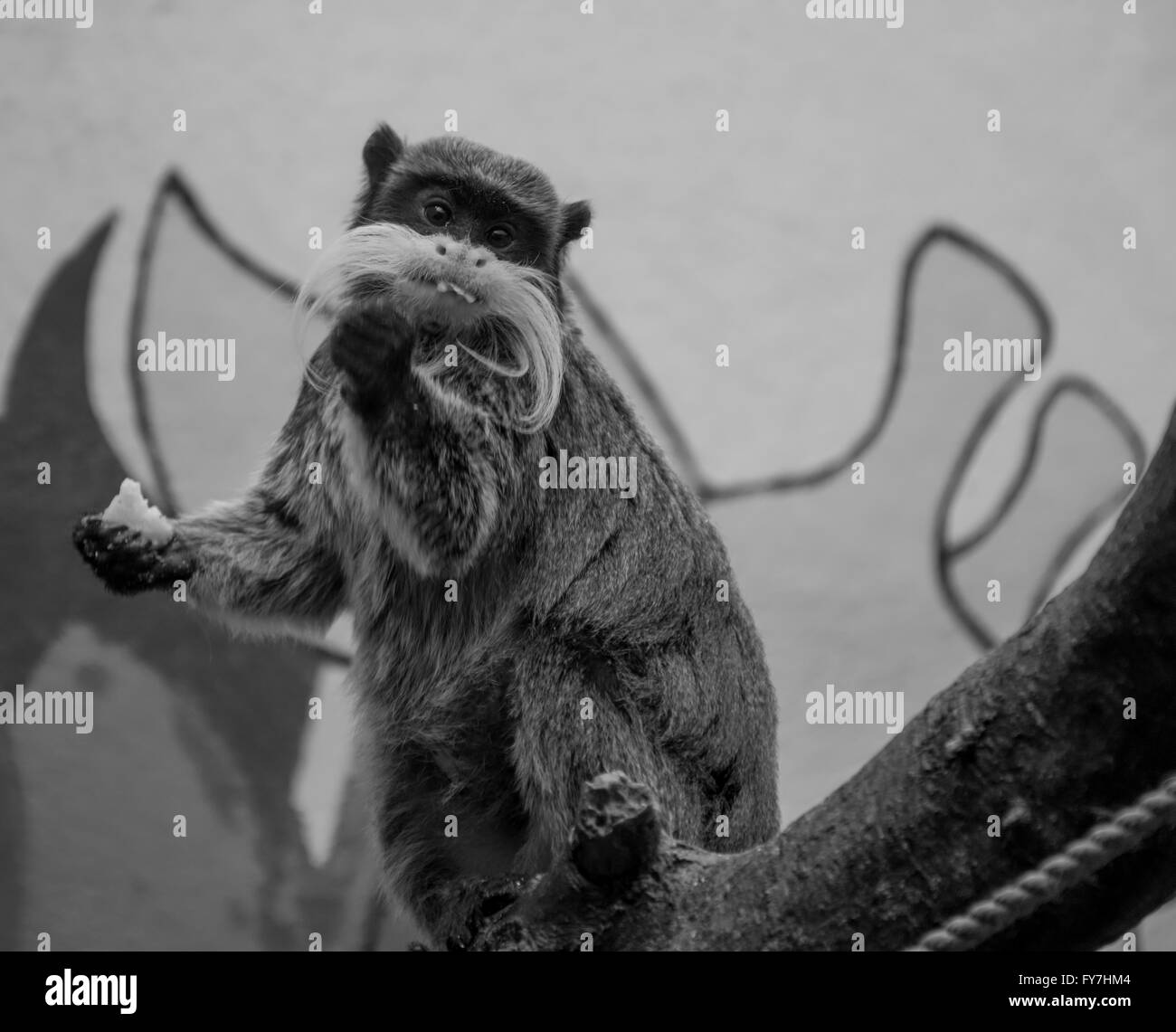 Eating monkey Black and White Stock Photos & Images - Alamy