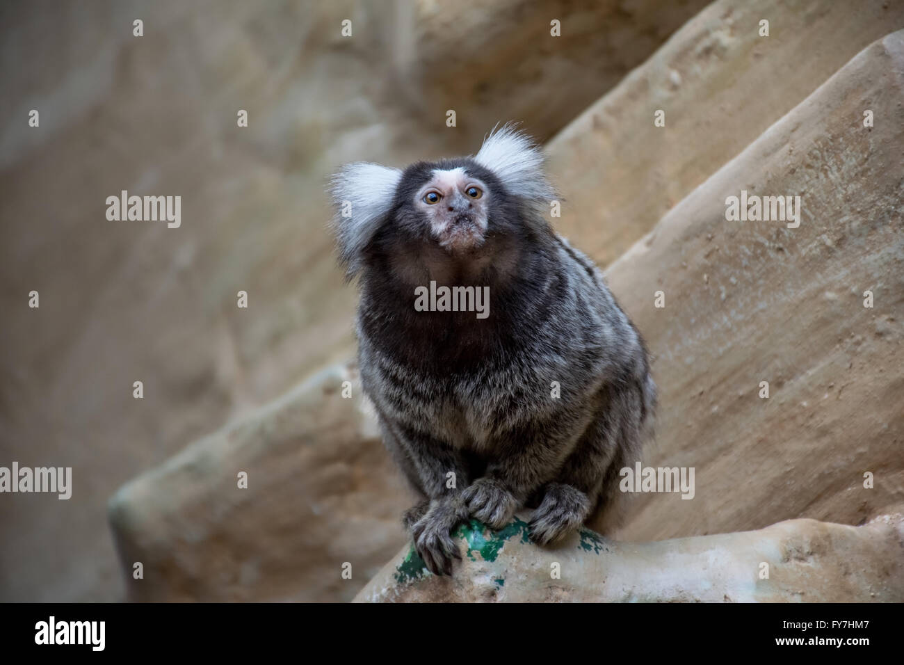 A curious monkey Stock Photo - Alamy
