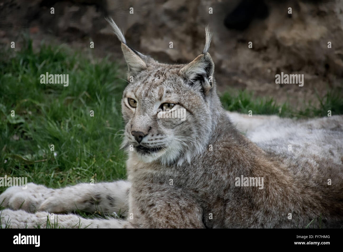 Lynx wildcat hi-res stock photography and images - Alamy