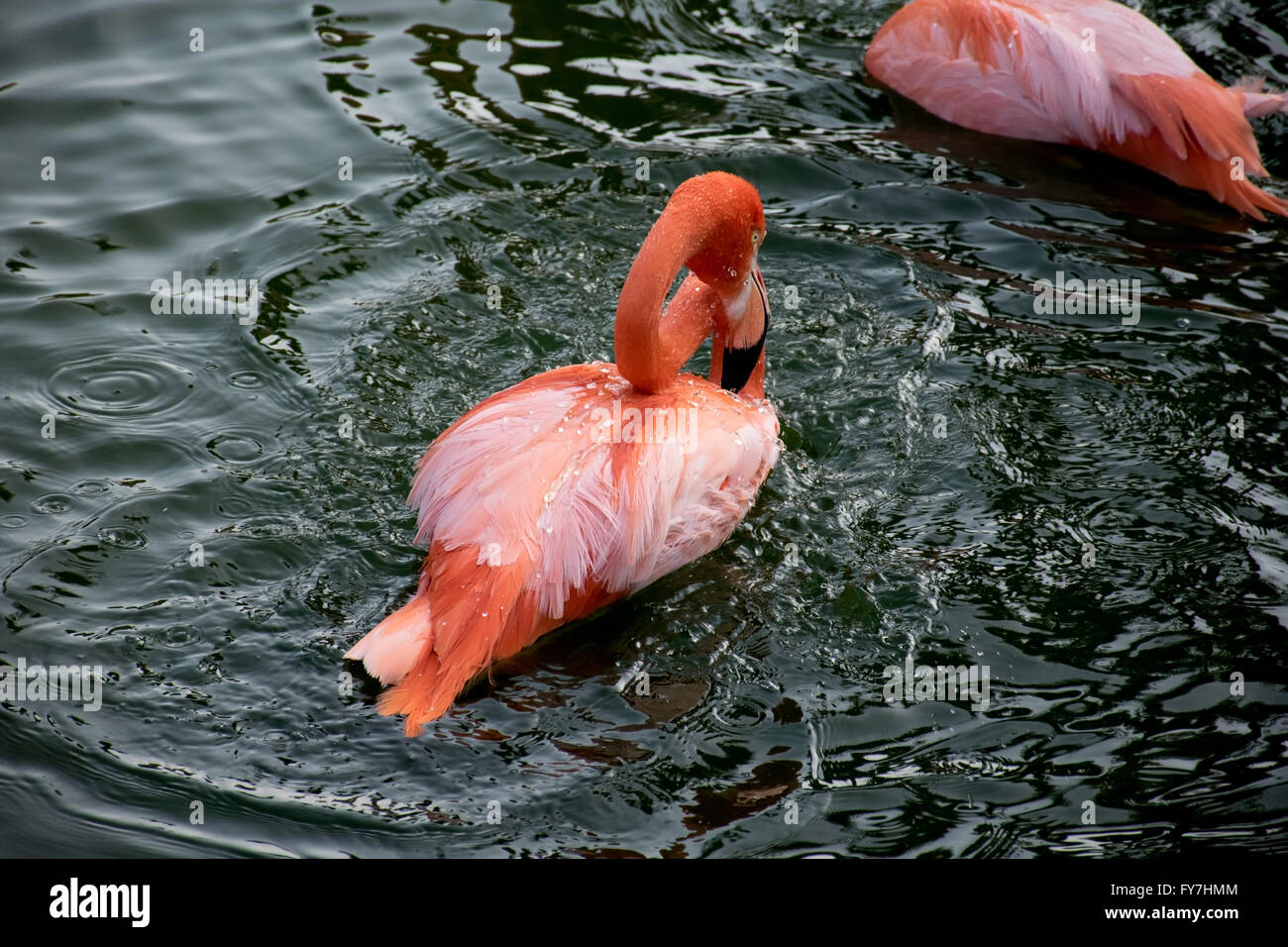 Flamingo cleaning hi-res stock photography and images - Alamy
