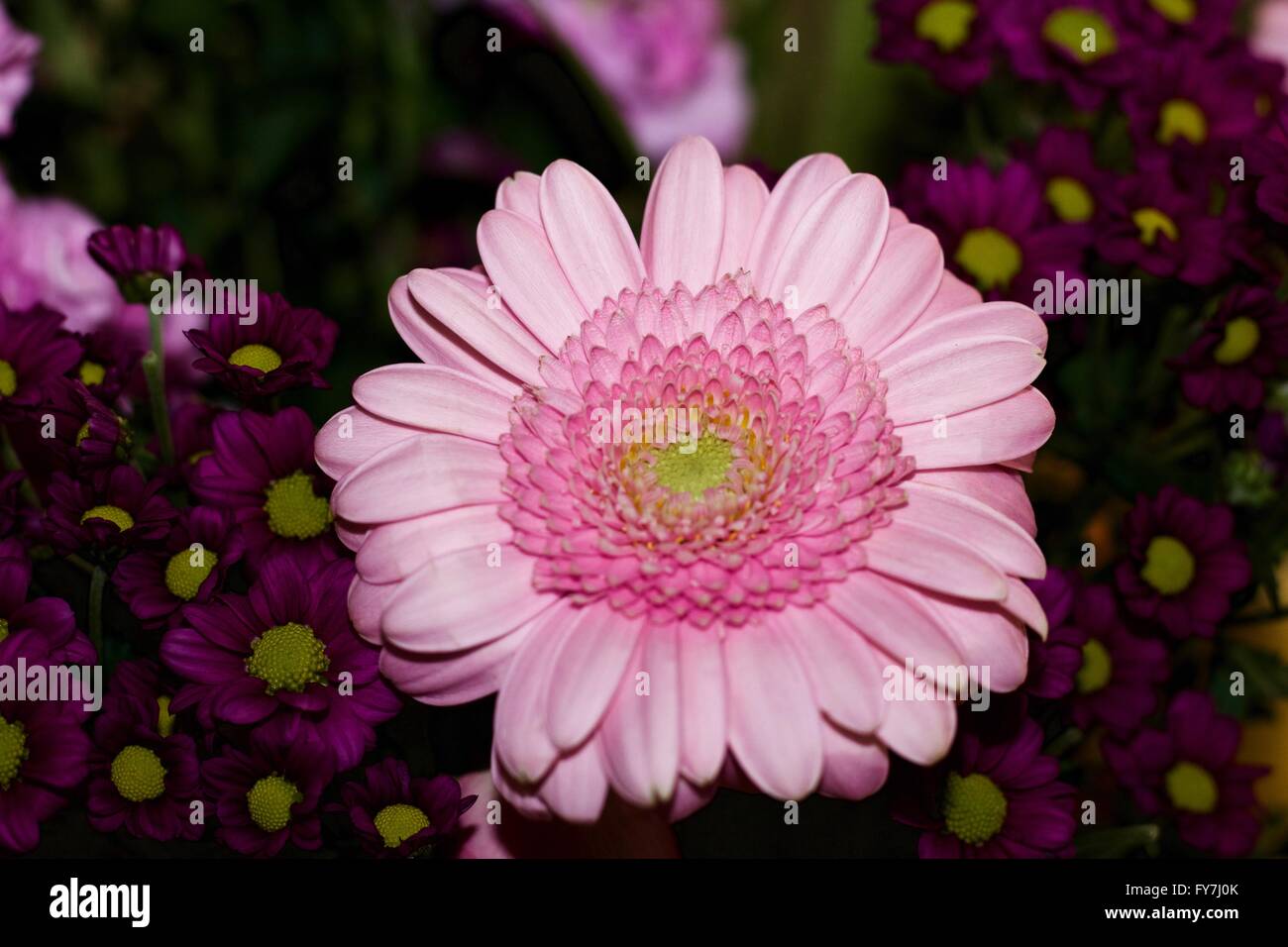 Purple Daisy Headers