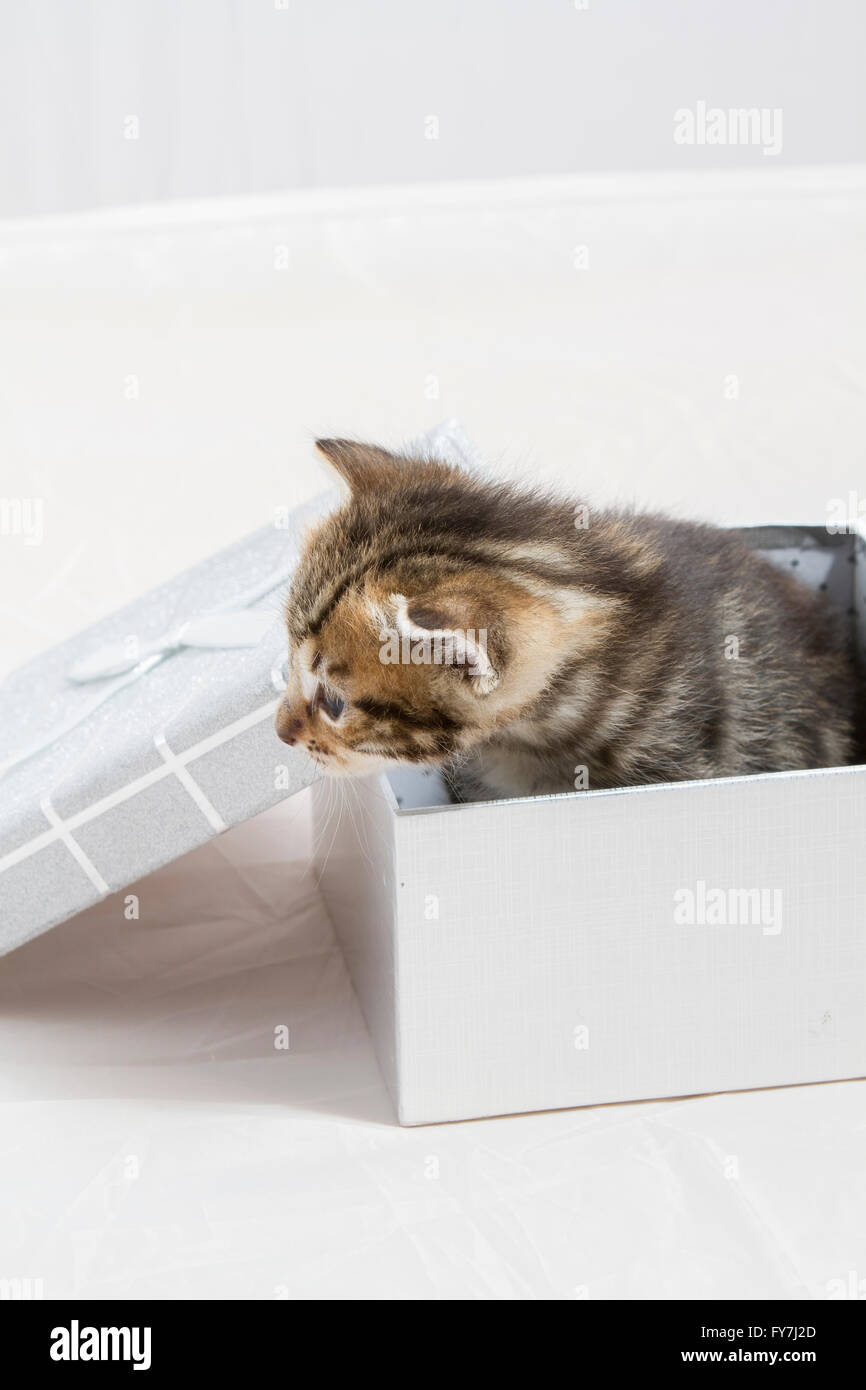 small kitten stuck in a gift box, cuddly animal sweet face Stock Photo ...