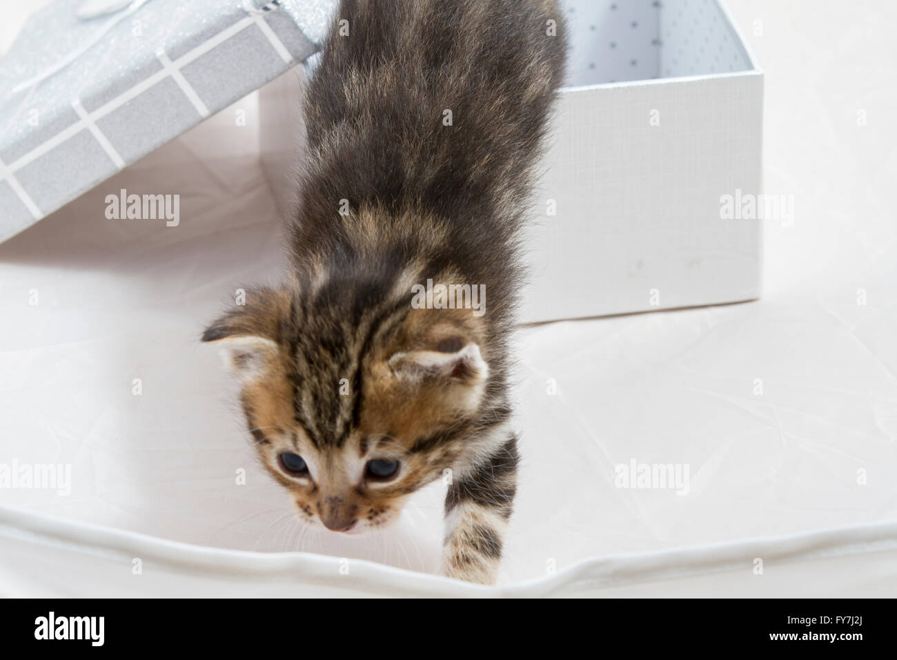 small kitten stuck in a gift box, cuddly animal sweet face Stock Photo ...