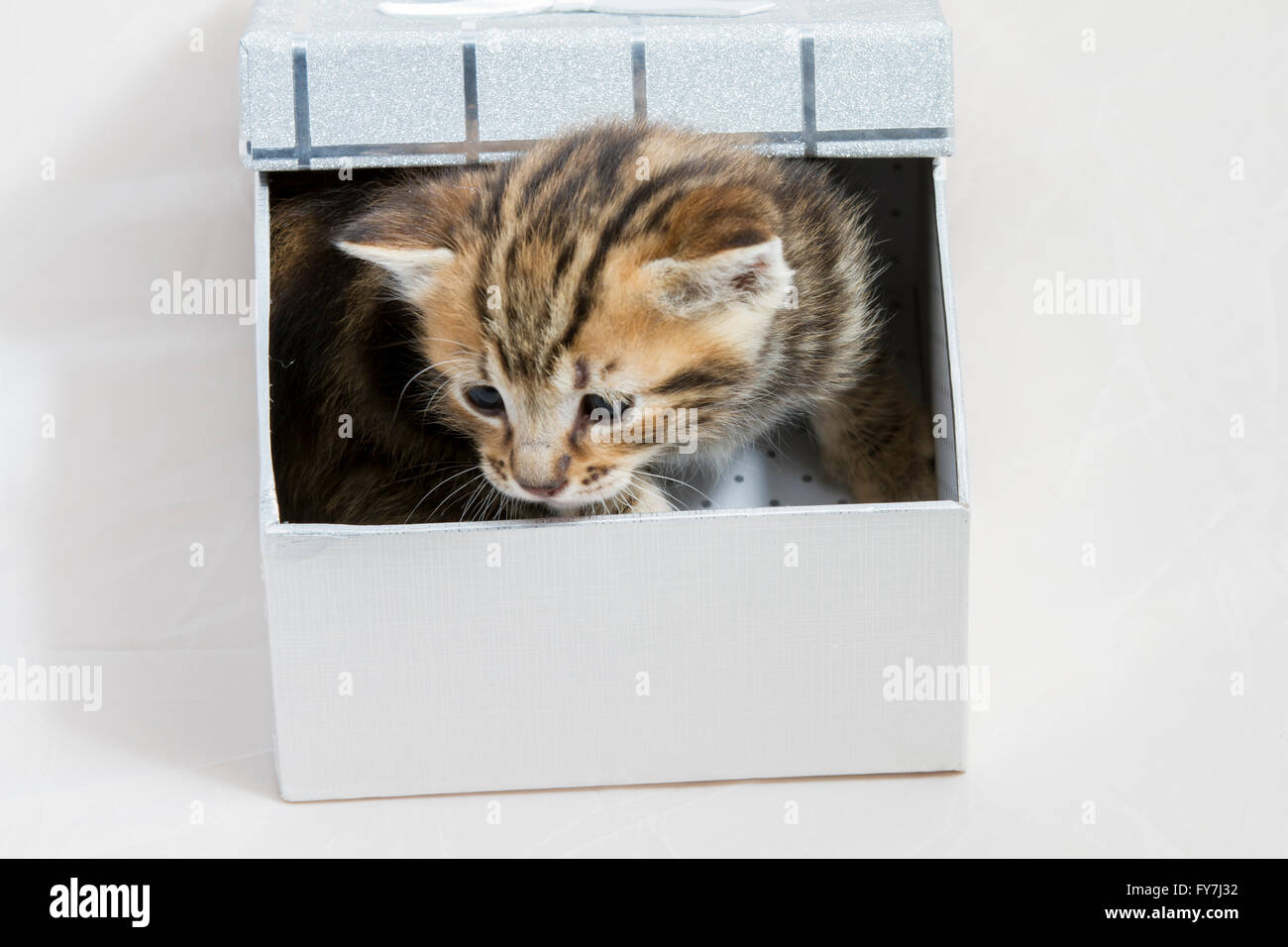 small kitten stuck in a gift box, cuddly animal sweet face Stock Photo ...