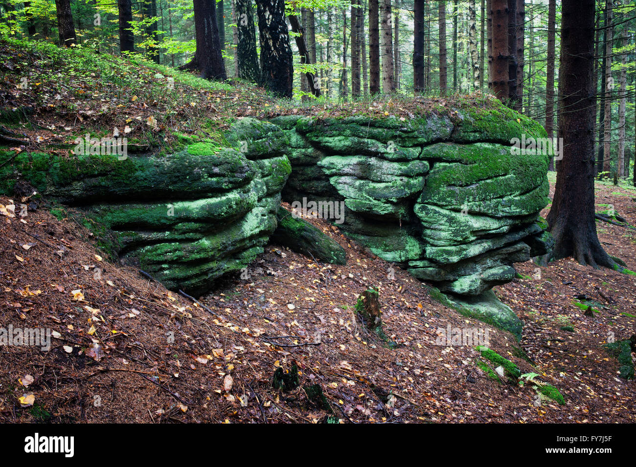 Green, mossy rocks, boulders in the forest Stock Photo - Alamy