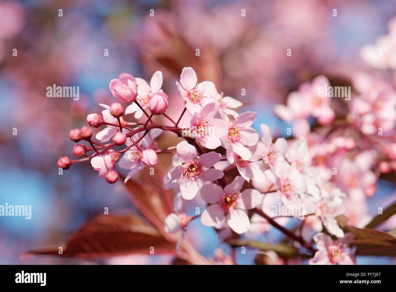 close up flowering branch of bird-cherry tree Stock Photo - Alamy