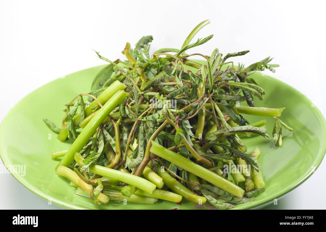 water mimosa is vegetable popular in thai food Stock Photo - Alamy