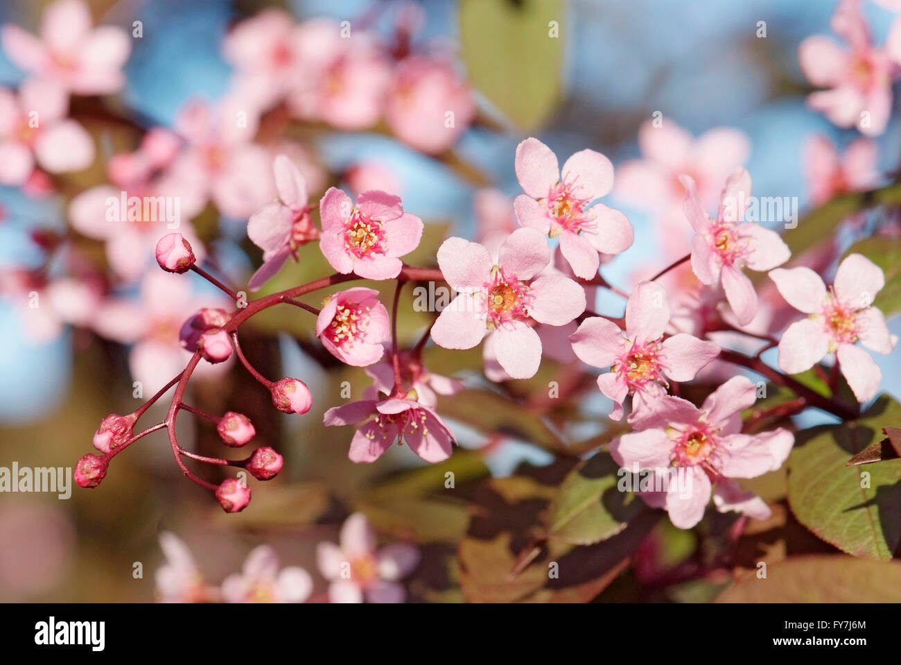 Bird cherry tree hi-res stock photography and images - Alamy