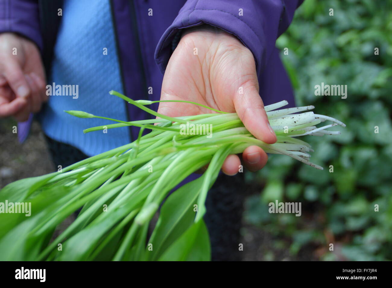 Garlic roots hi-res stock photography and images - Alamy