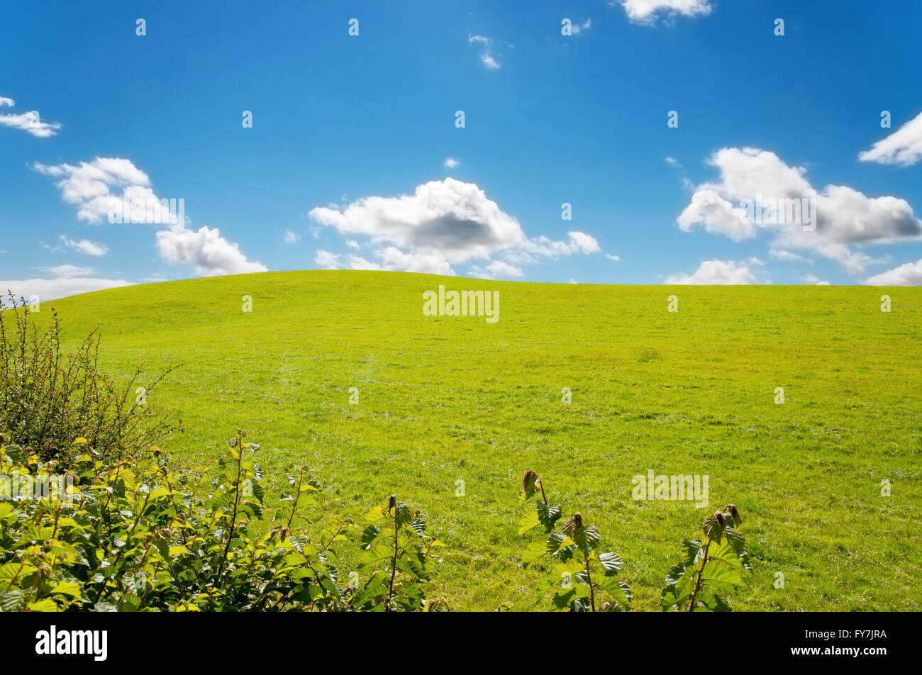Green grass field and blue sky with clouds hi-res stock photography and ...