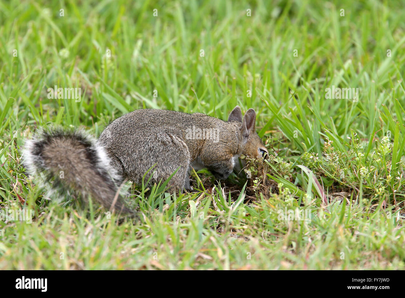Rooting around hi-res stock photography and images - Alamy