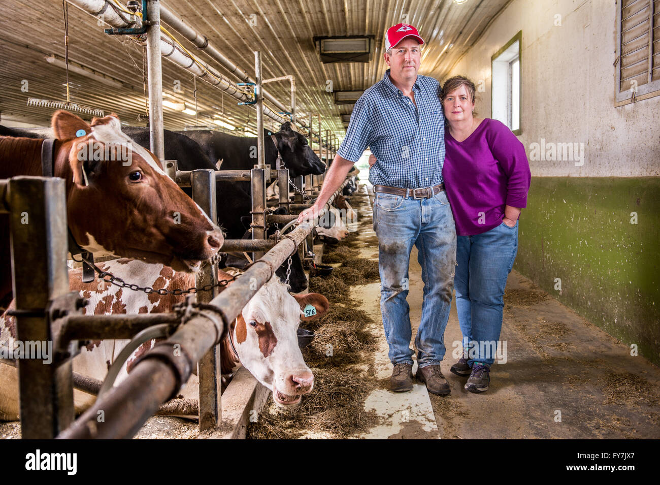 Kate and David Dallam, owners of Broom's Bloom Dairy, with their cows ...