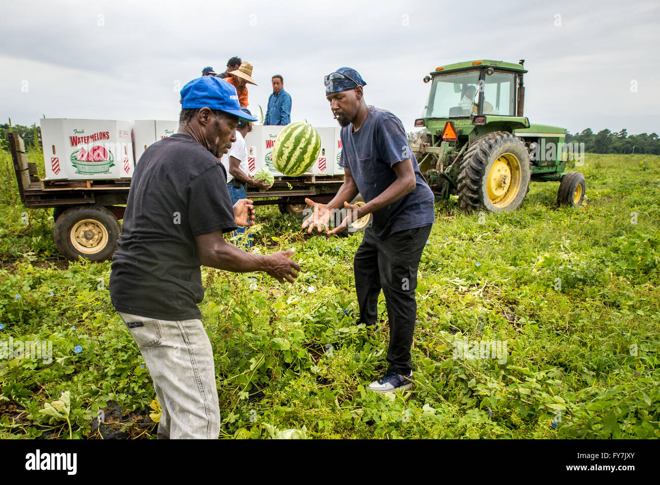 Harvest Field Workers