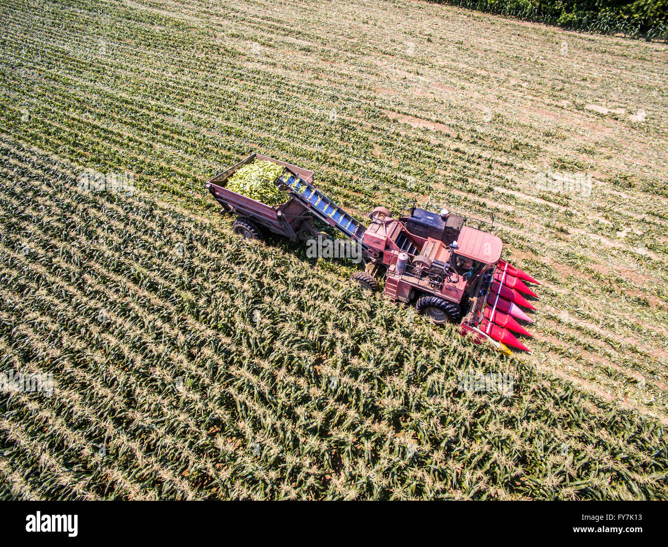 Aerial of corn being harvested at Bluestem Farm in Chestertown, MD ...
