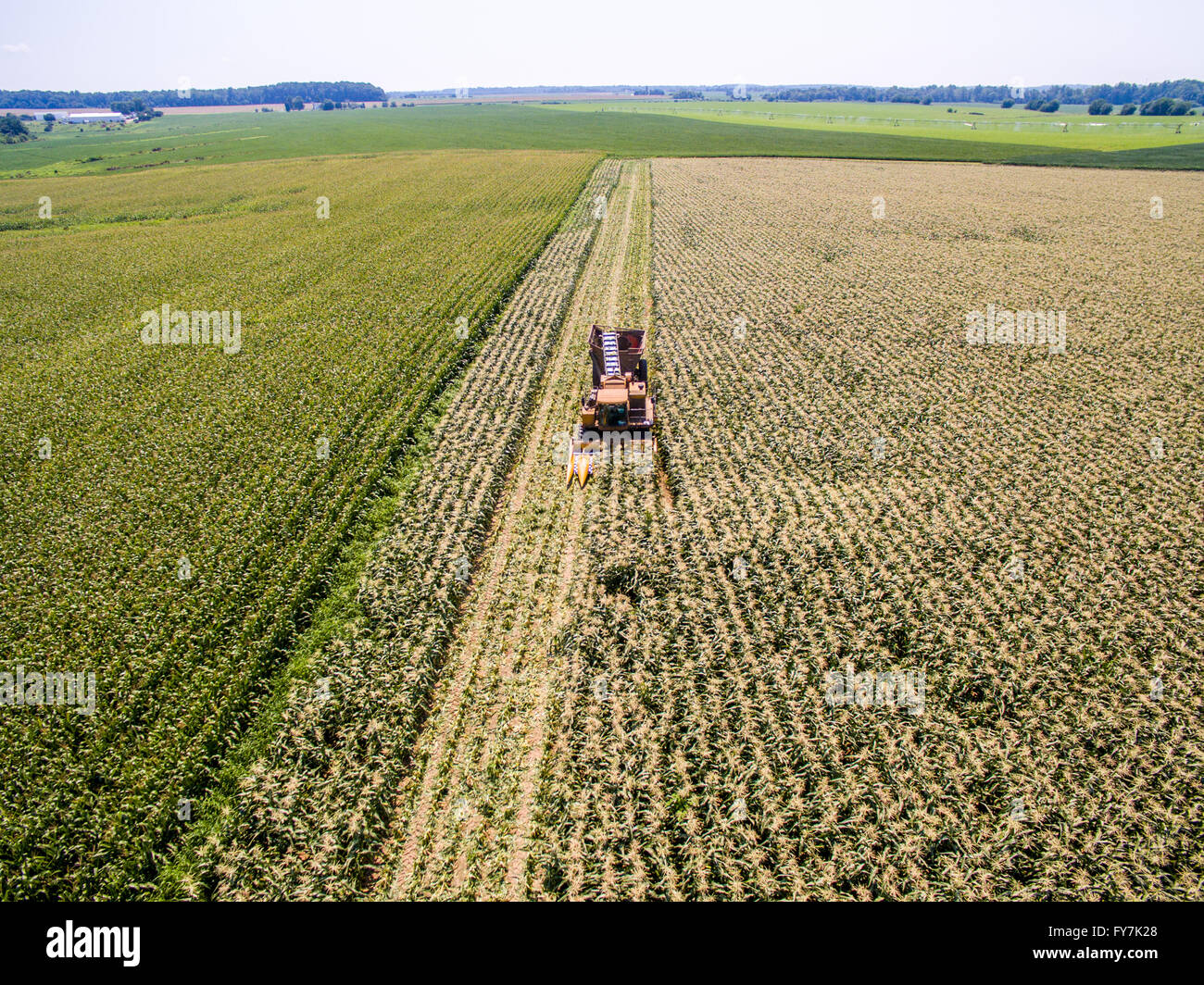 Aerial of corn being harvested at Bluestem Farm in Chestertown, MD ...
