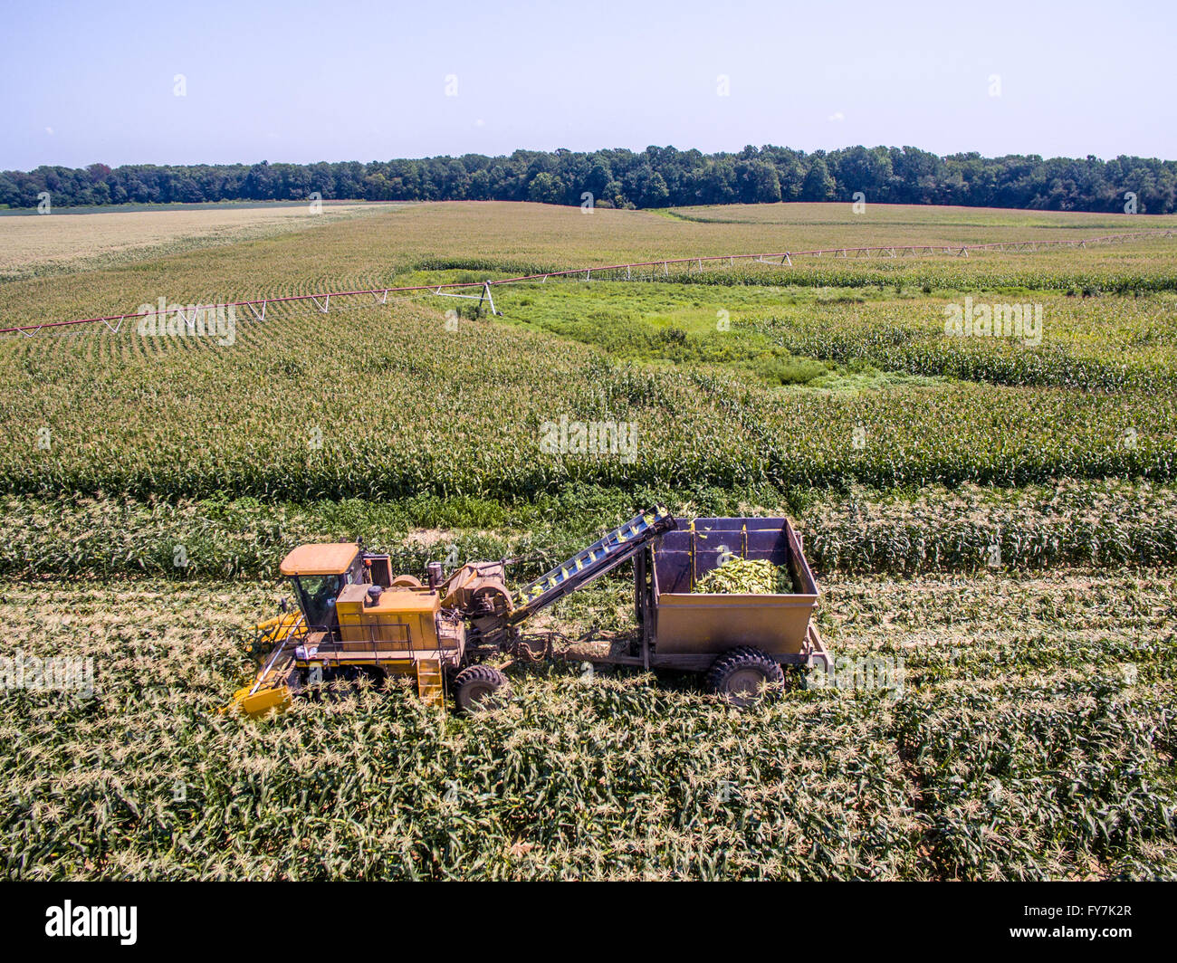 Aerial of corn being harvested at Bluestem Farm in Chestertown, MD ...