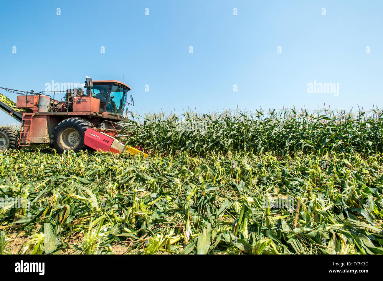 Corn being harvested at Bluestem Farm in Chestertown, MD Stock Photo ...