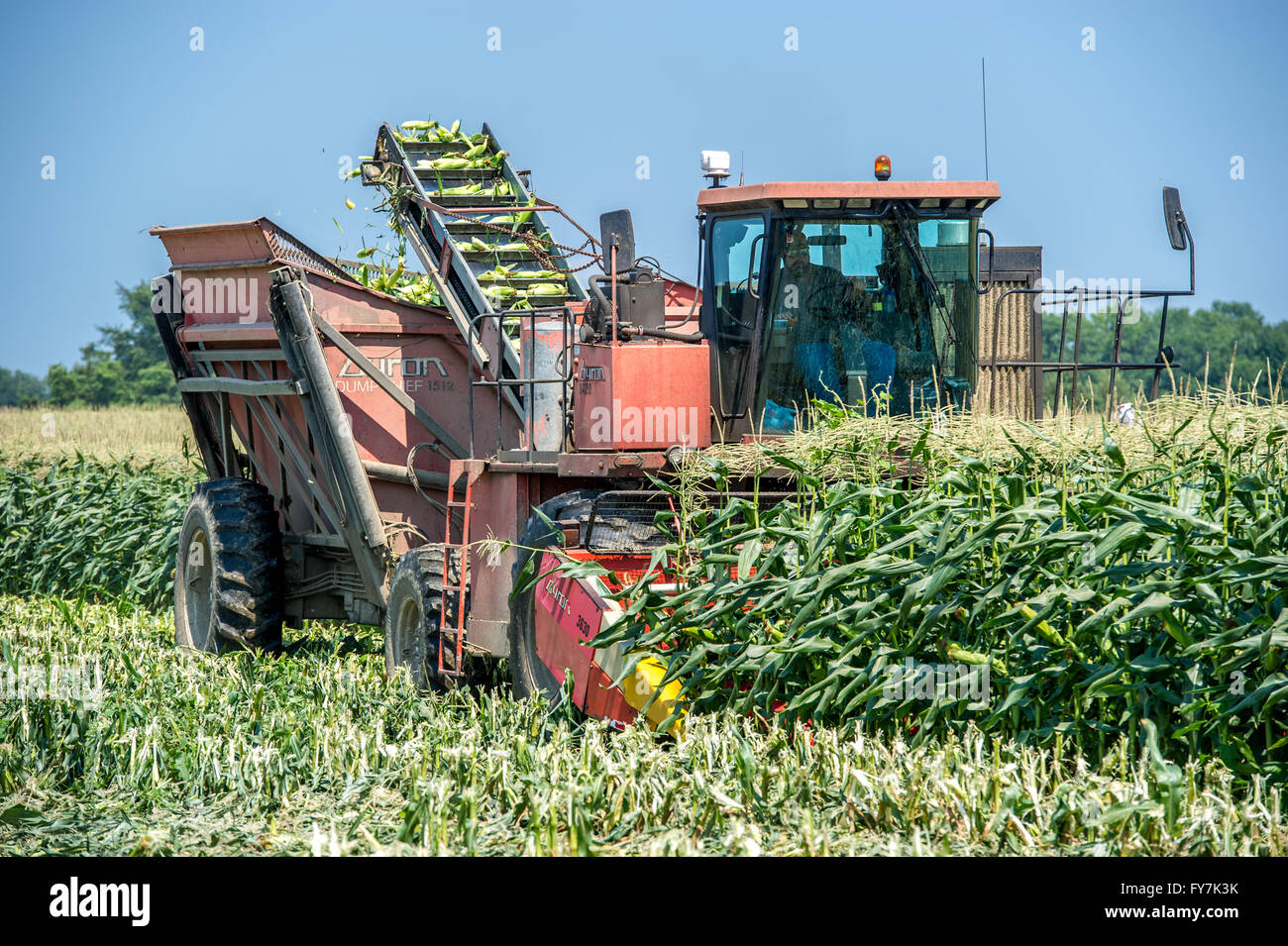 Corn being harvested at Bluestem Farm in Chestertown, MD Stock Photo ...