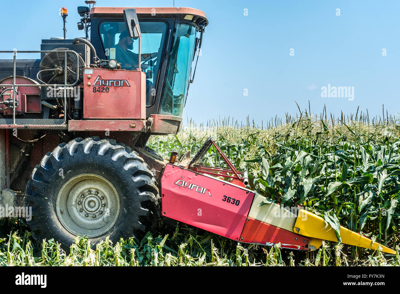 Corn being harvested at Bluestem Farm in Chestertown, MD Stock Photo ...
