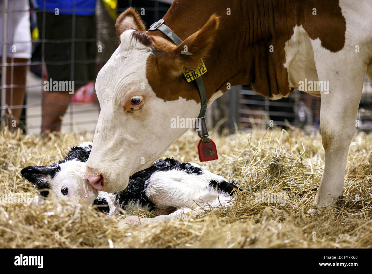 Mother cow with calf hi-res stock photography and images - Alamy