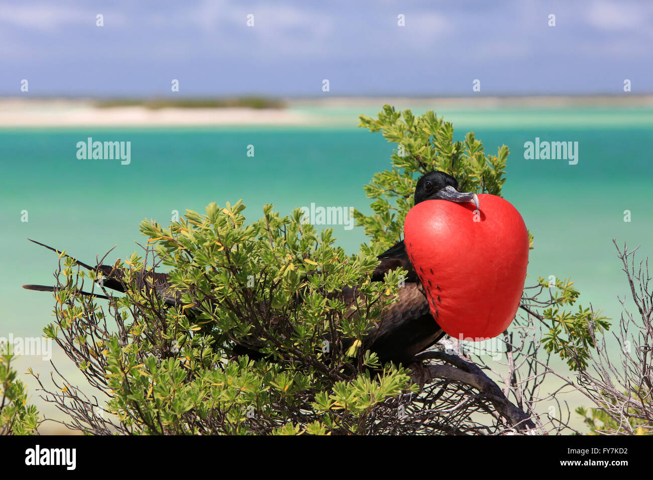 Male frigatebird during mating season, Christmas Island, Kiribati Stock ...