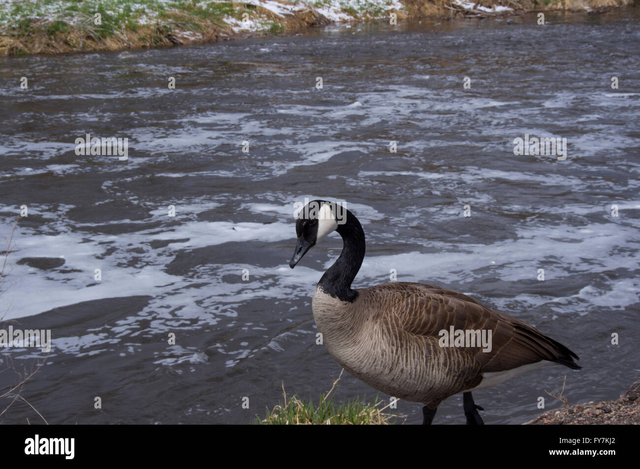 Canadian goose in Denver Colorado Stock Photo - Alamy