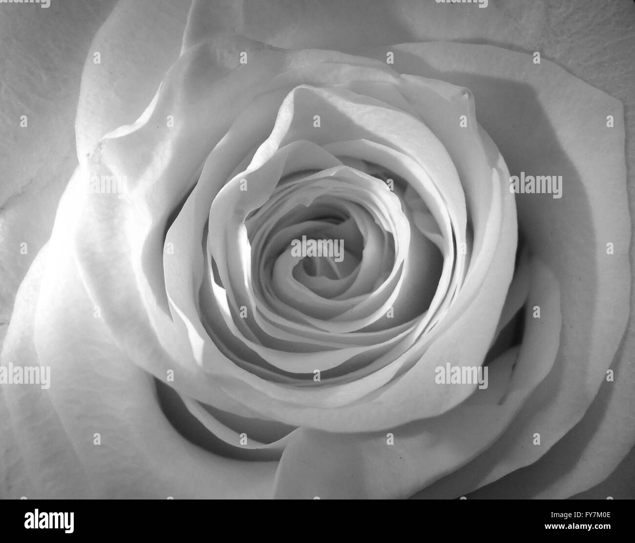 The inside of a white rose in black and white Stock Photo - Alamy