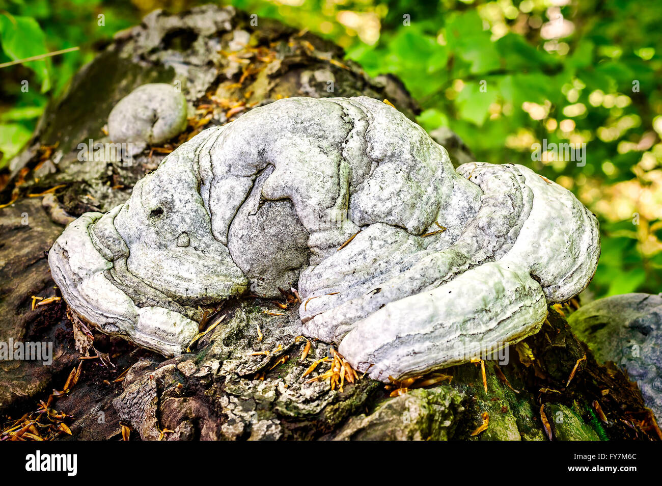 Hoof fungus (Fomes Fomentarius) growing out of a fallen tree Stock ...