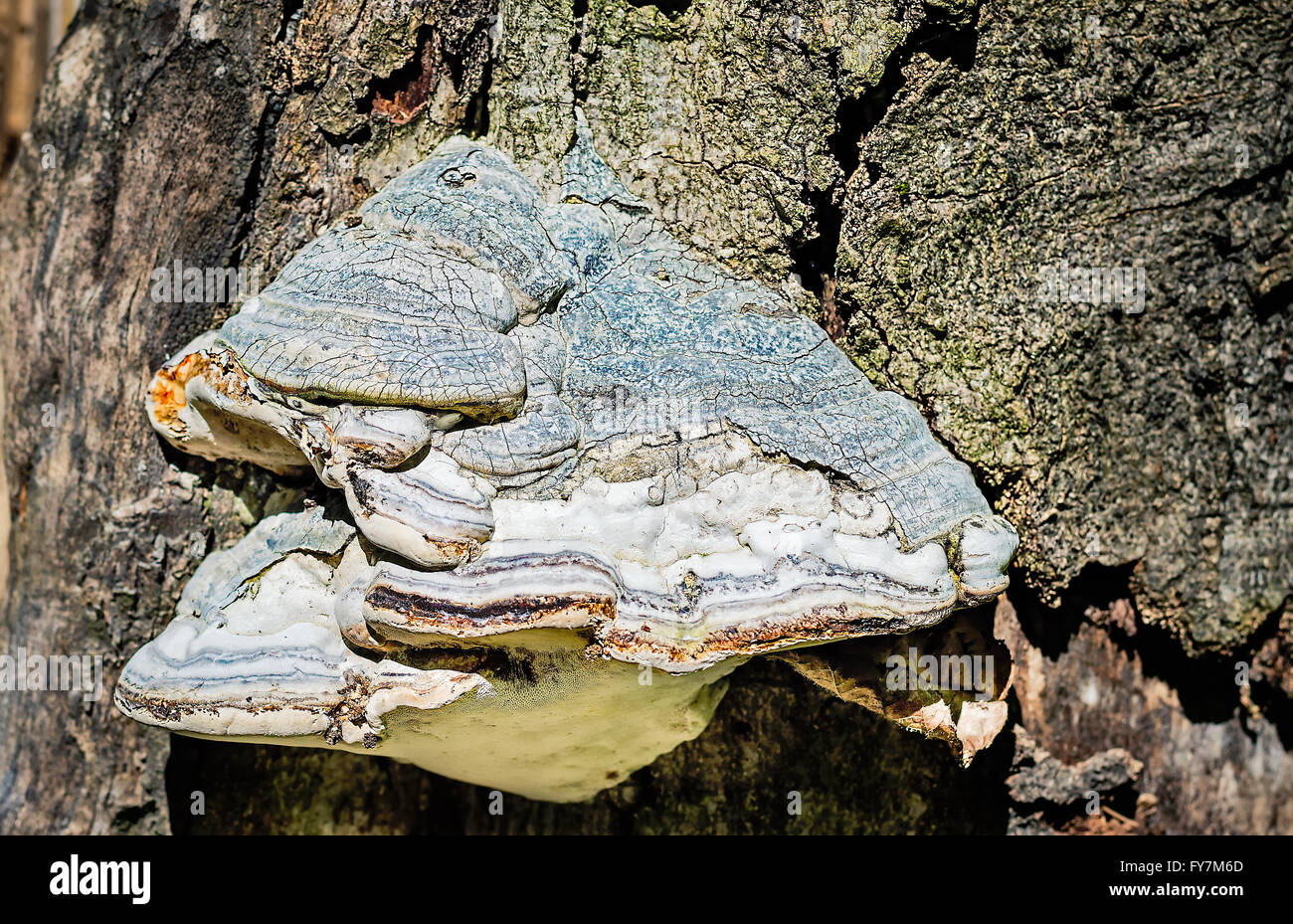 Hoof fungi (Fomes Fomentarius) growing out of a fallen tree Stock Photo ...