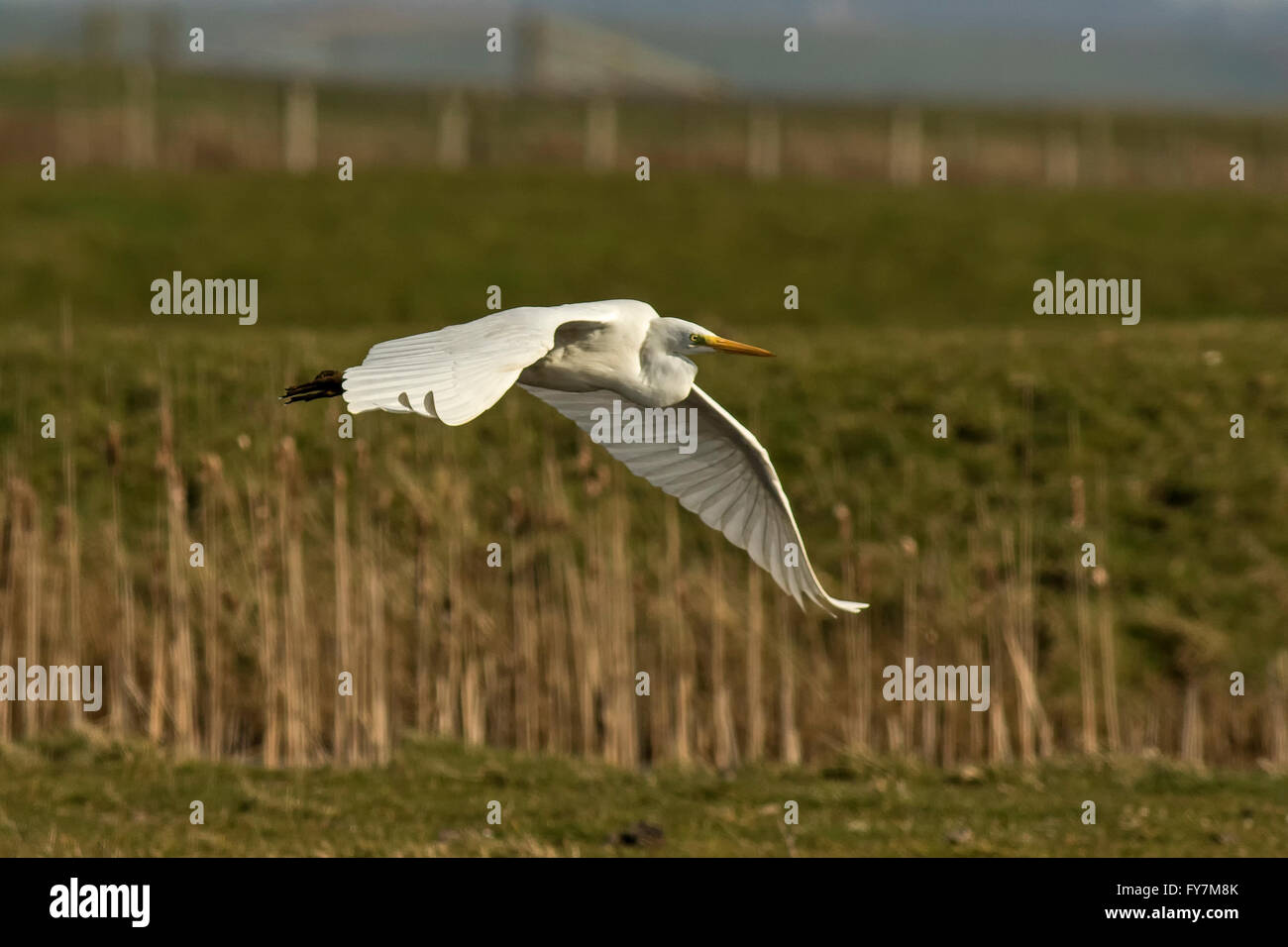 Great White Egret in Flight Stock Photo - Alamy