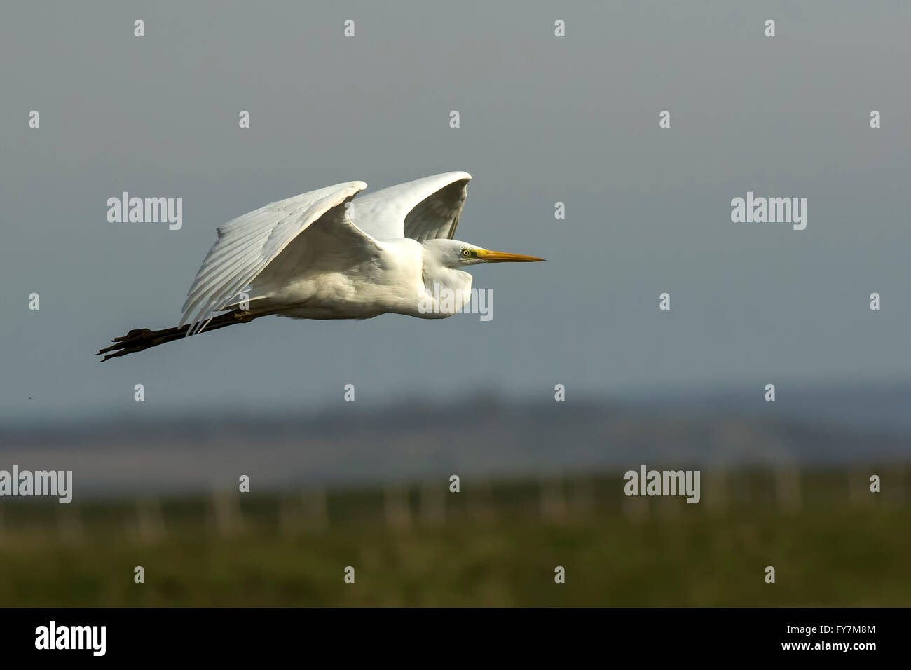 Great White Egret in Flight Stock Photo - Alamy