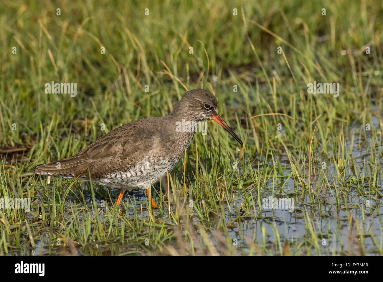 Common Redshank Wading Stock Photo - Alamy