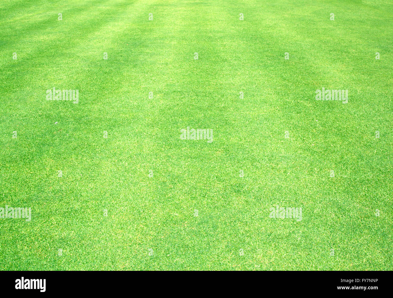 Golf Courses green lawn outdoor nature Background texture Stock Photo ...