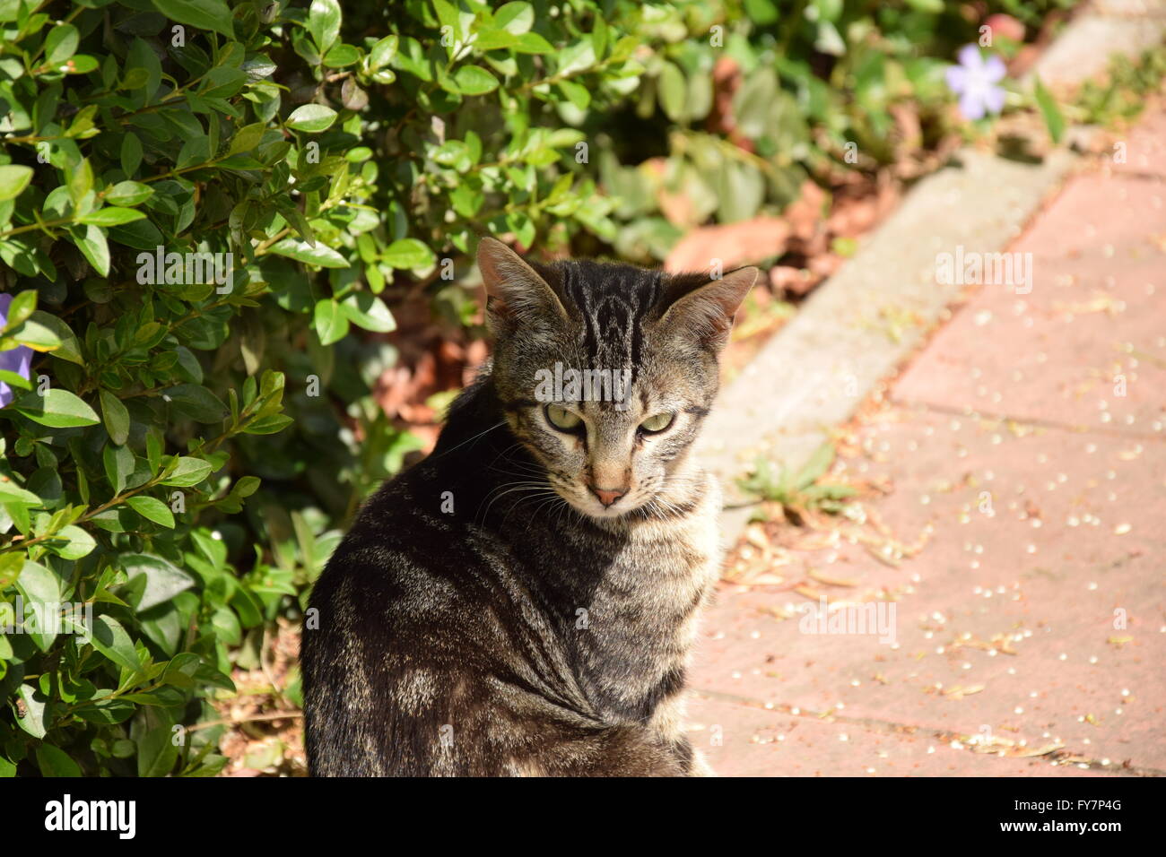 Annoyed cat hi-res stock photography and images - Alamy