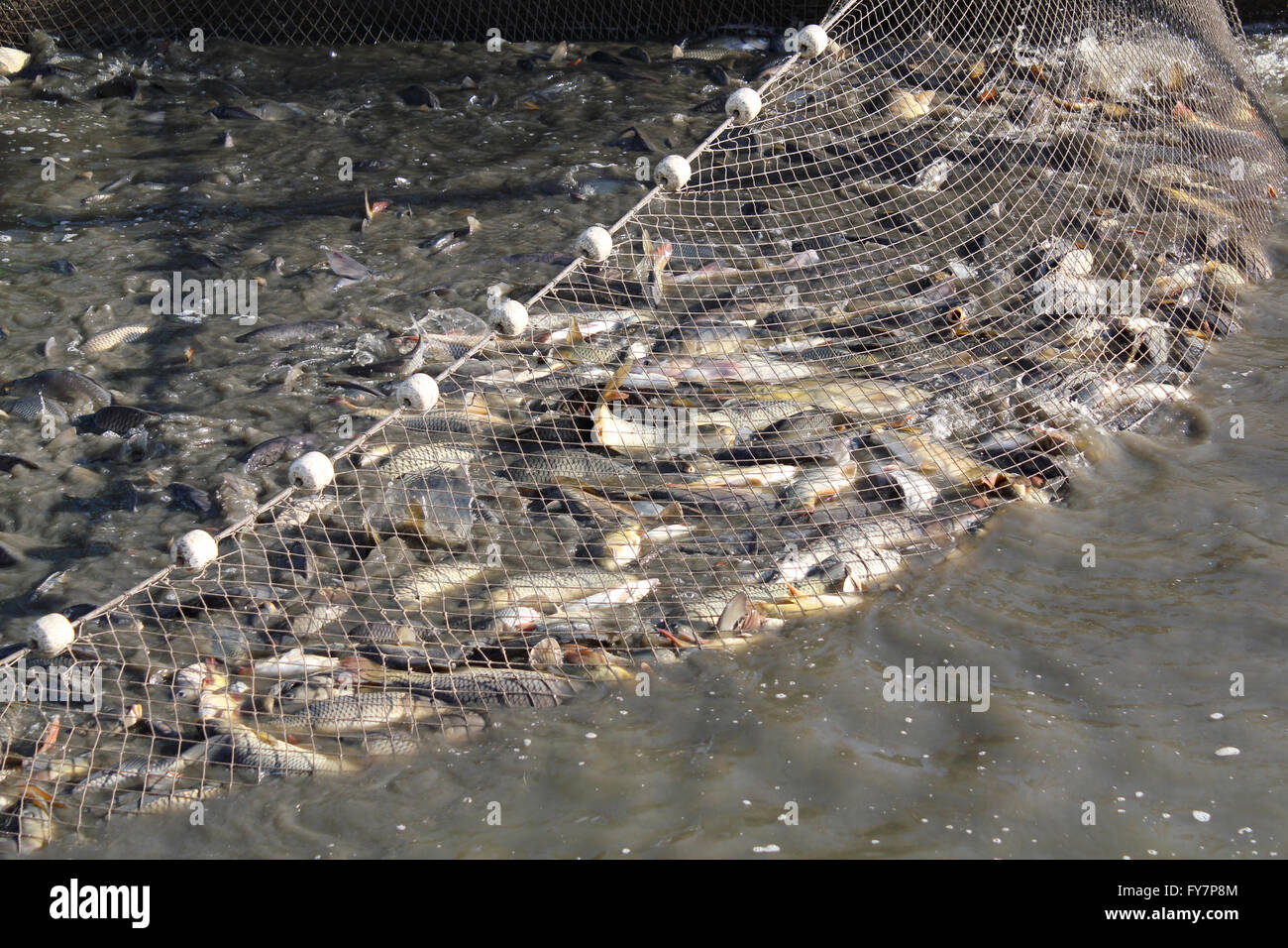 driftnet full with fish Stock Photo - Alamy
