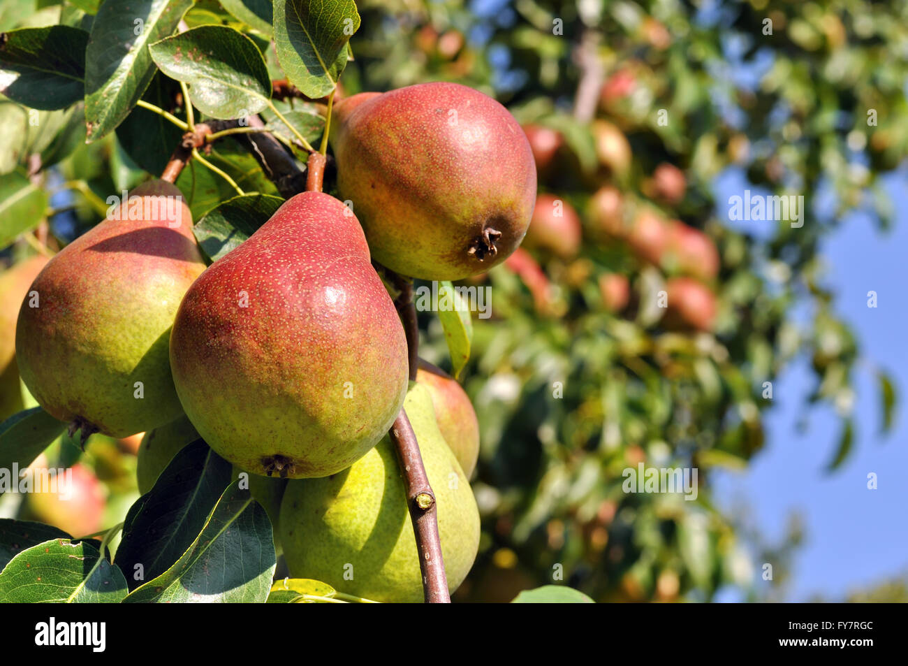 Branch of pear tree hi-res stock photography and images - Alamy