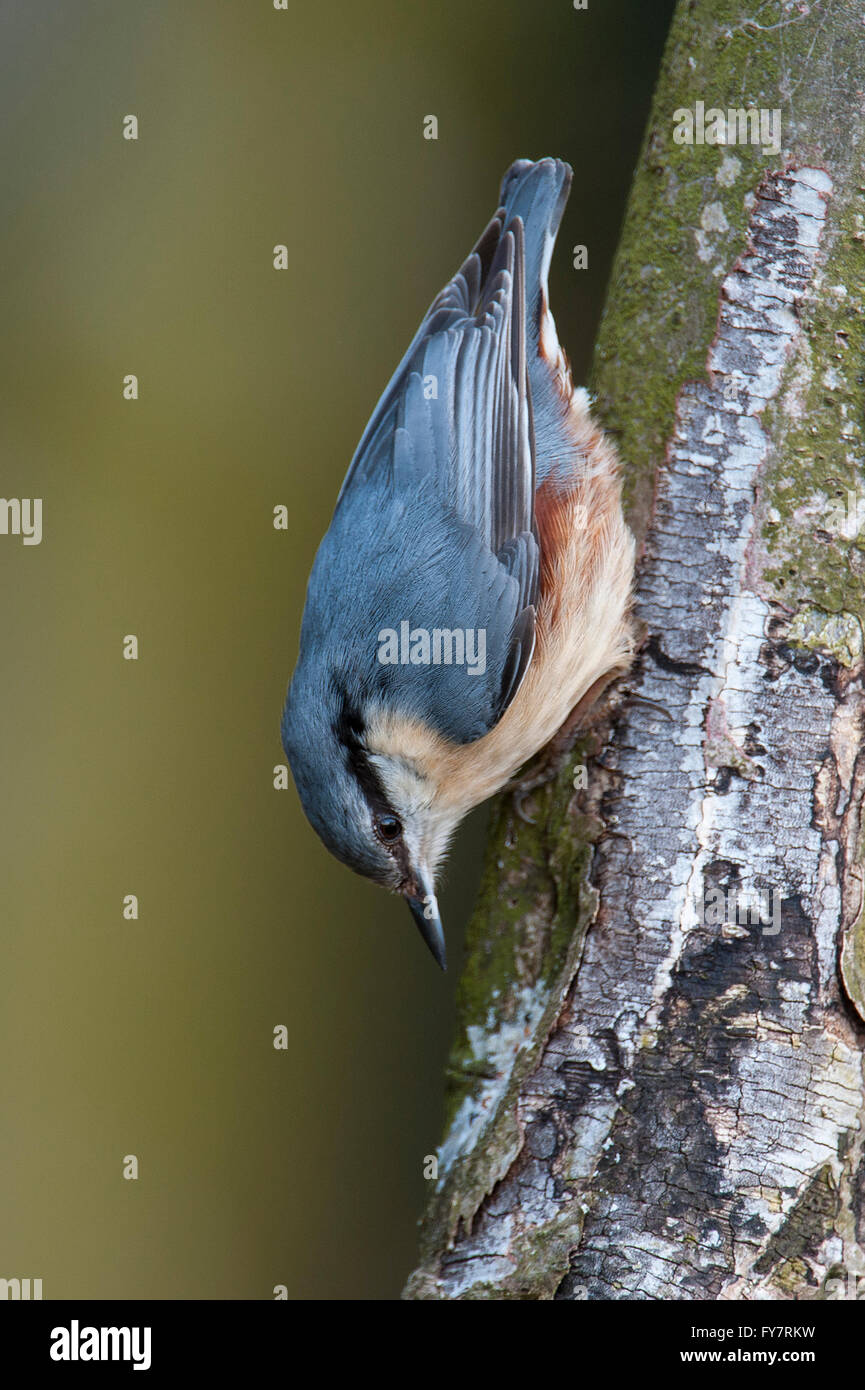 Nuthatch descending tree Stock Photo - Alamy
