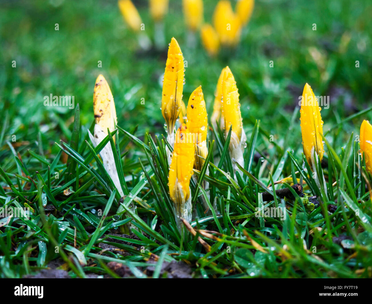 Yellow crocus for the woodland garden hi-res stock photography and ...