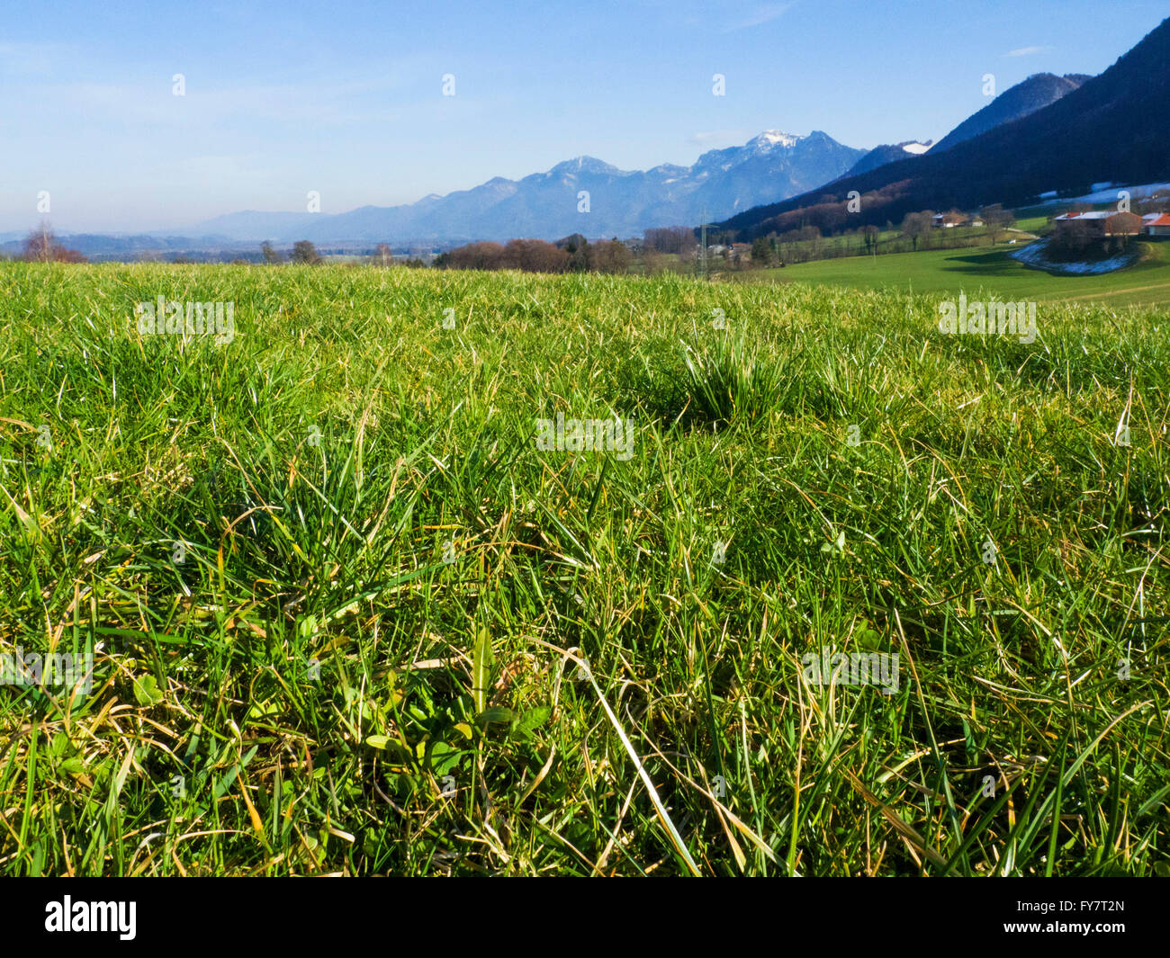 grass background, alps Stock Photo - Alamy