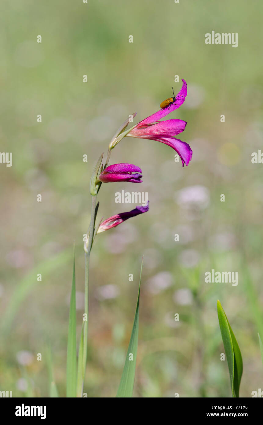 Field gladiolus, Gladiolus Italicus, common sword-lily, in green grass ...