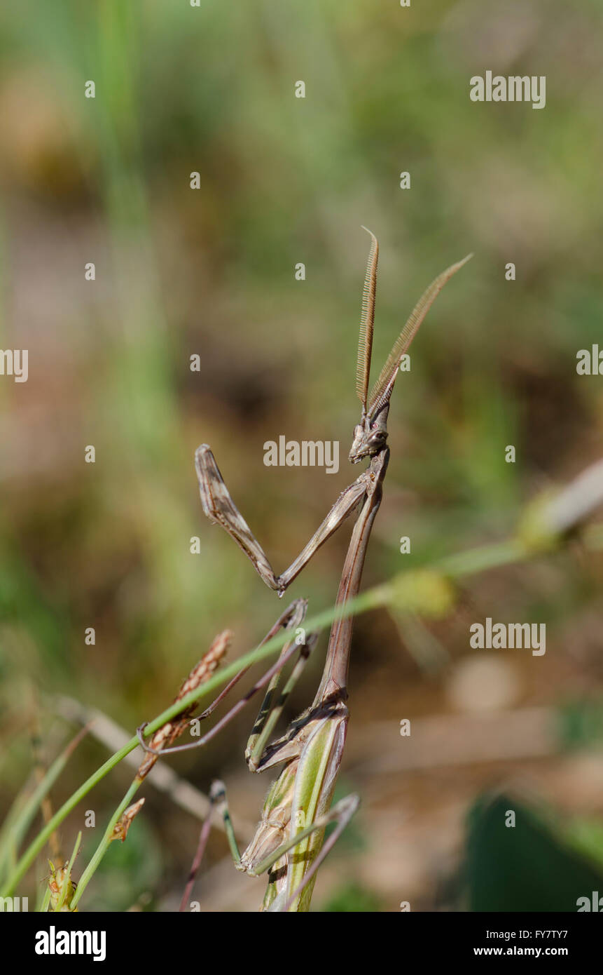 Conehead Mantis High Resolution Stock Photography and Images - Alamy