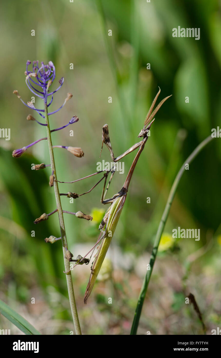 Conehead mantis, Empusa Pennata (male), Andalusia, Spain Stock Photo ...