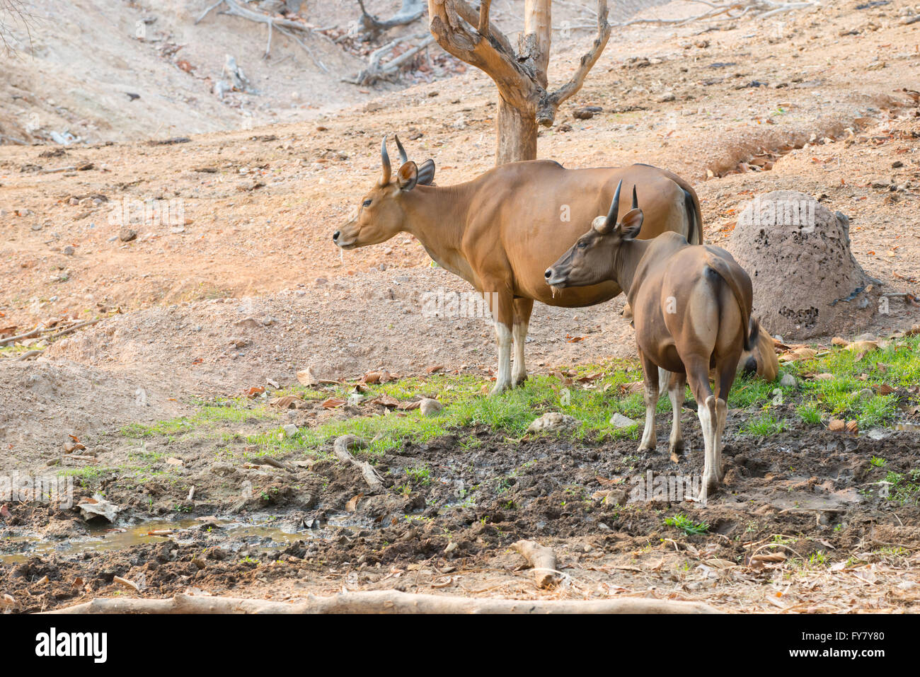 Bos javanicus hi-res stock photography and images - Alamy