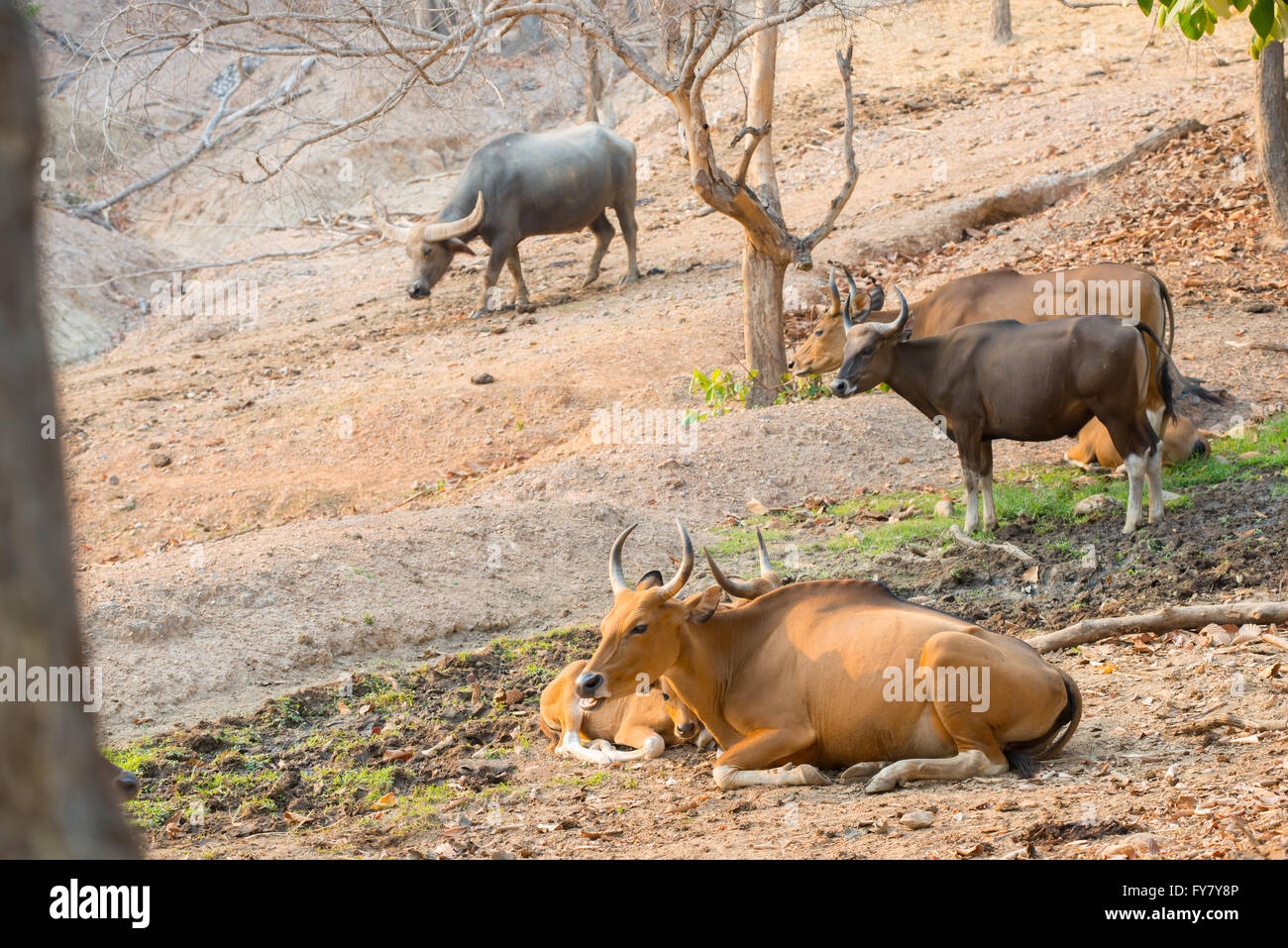 banteng (Bos javanicus) resting near mud Stock Photo - Alamy