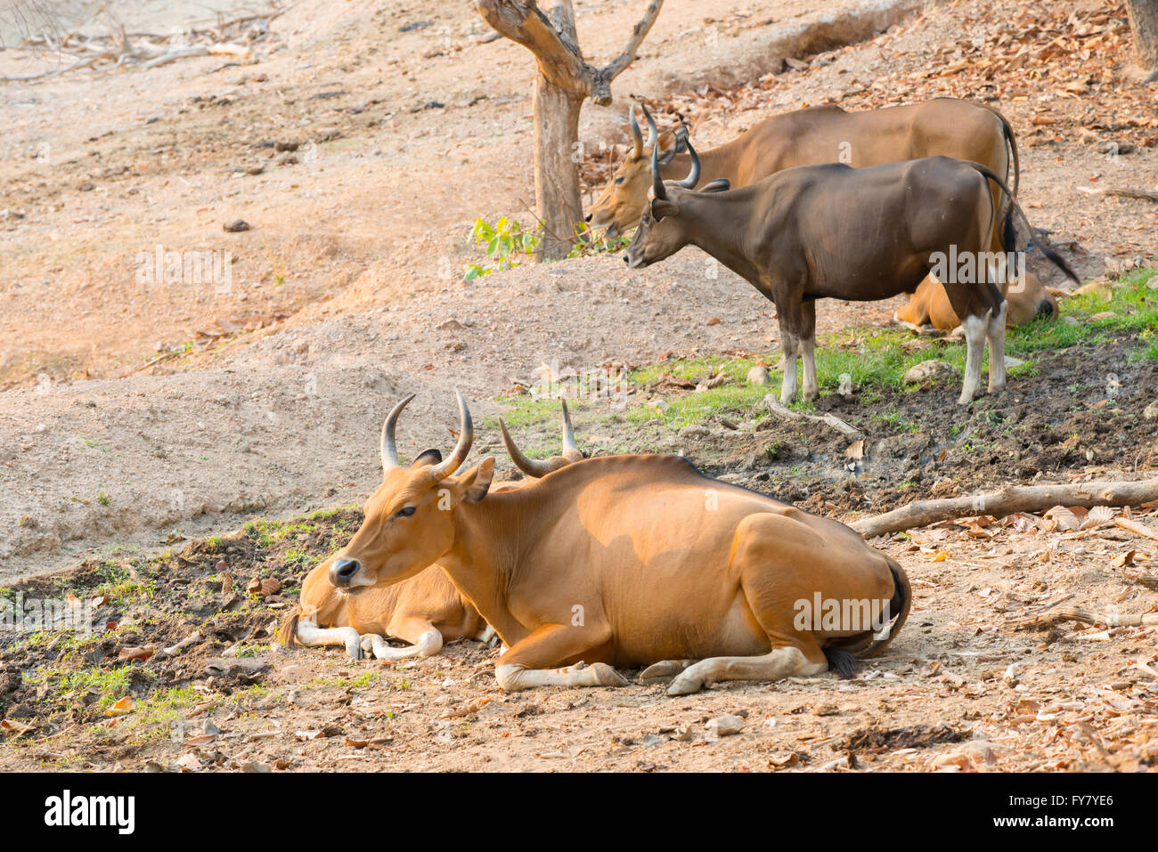 banteng (Bos javanicus) resting near mud Stock Photo - Alamy