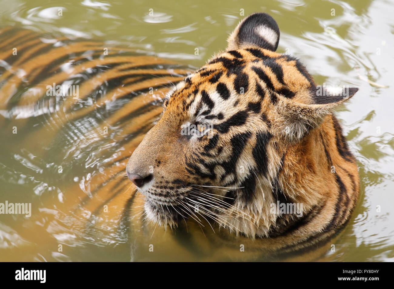 Tiger in the water Stock Photo - Alamy