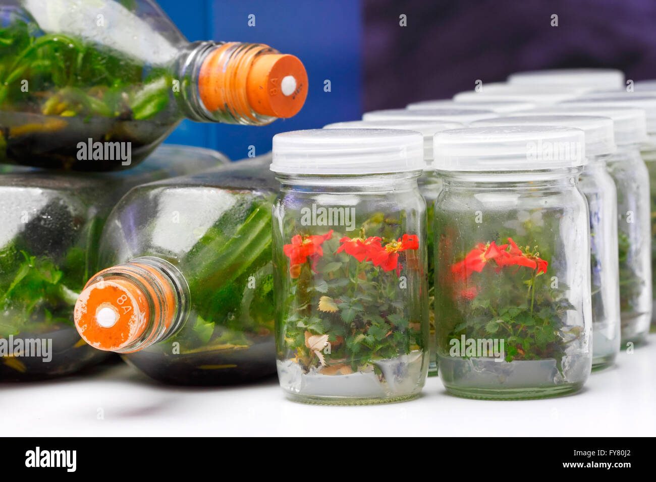 Plant tissue culture hi-res stock photography and images - Alamy