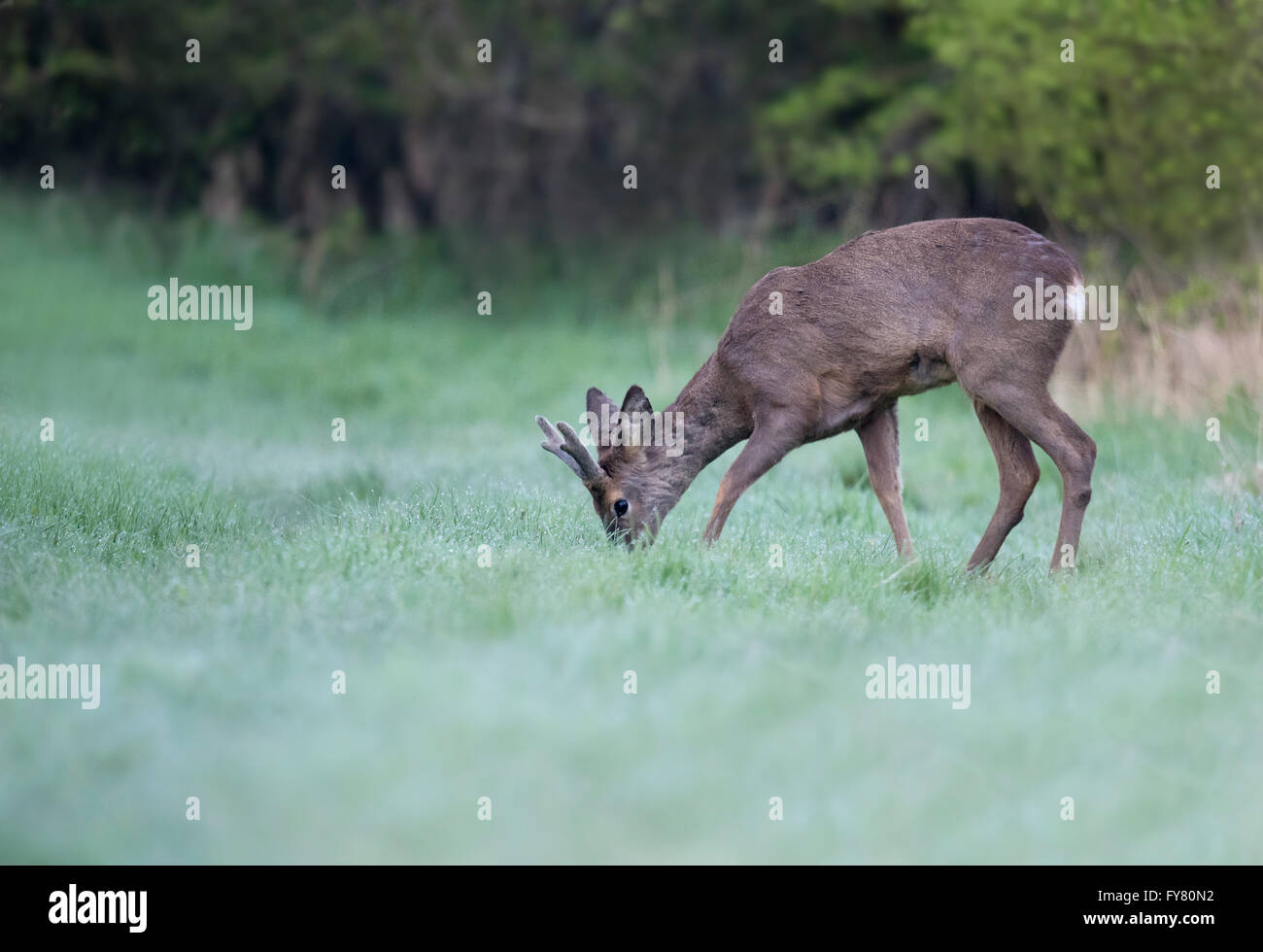 Roe Deer (Capreolus capreolus) buck pictured grazing in a Warwickshire ...