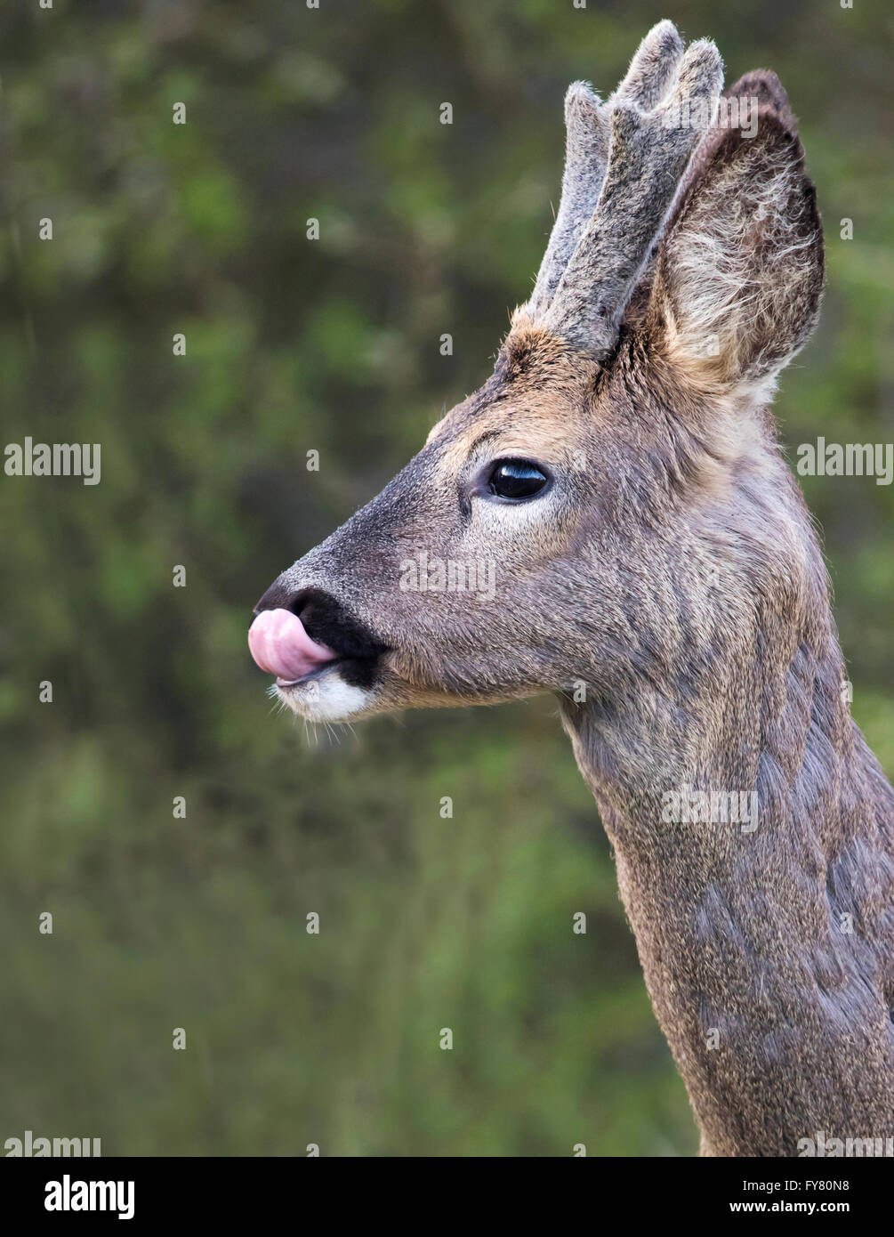 Tongue of deer hi-res stock photography and images - Alamy